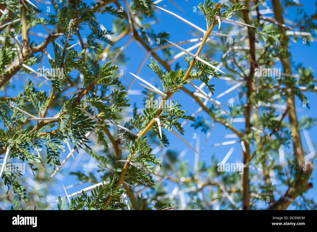 Spike plants hi-res stock photography and images - Alamy