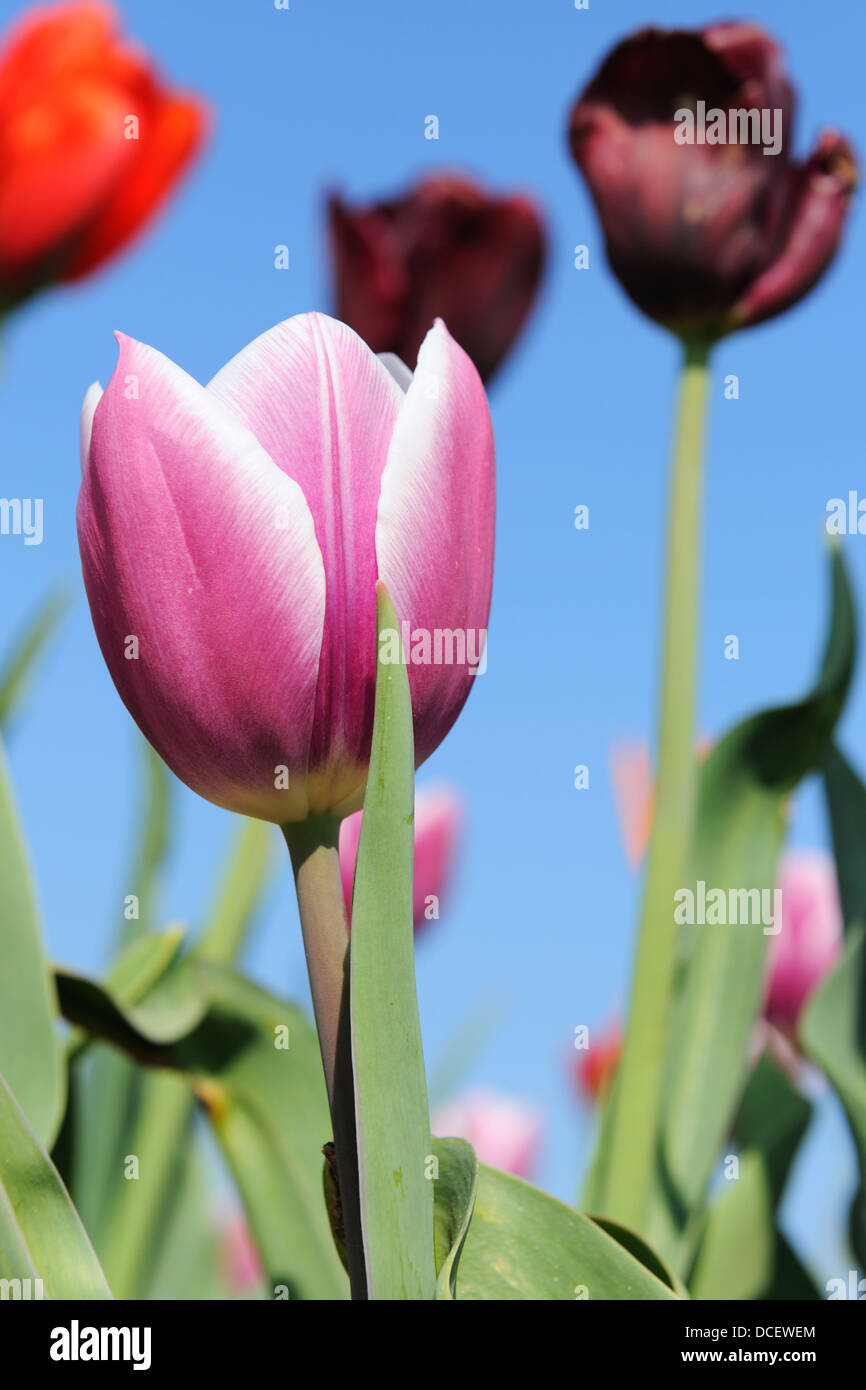 Colored tulips Stock Photo - Alamy