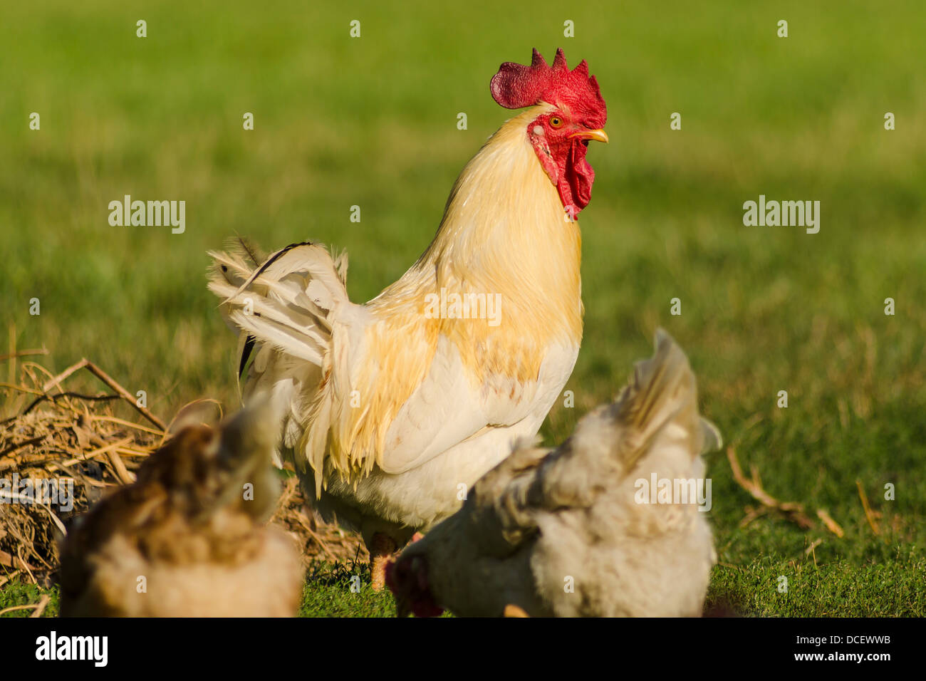 The proud rooster Stock Photo - Alamy