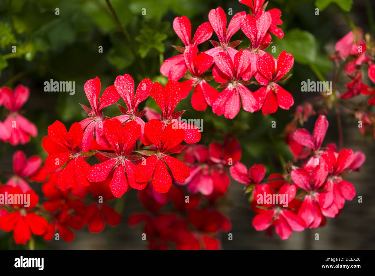 Geranium flower after rain Stock Photo - Alamy