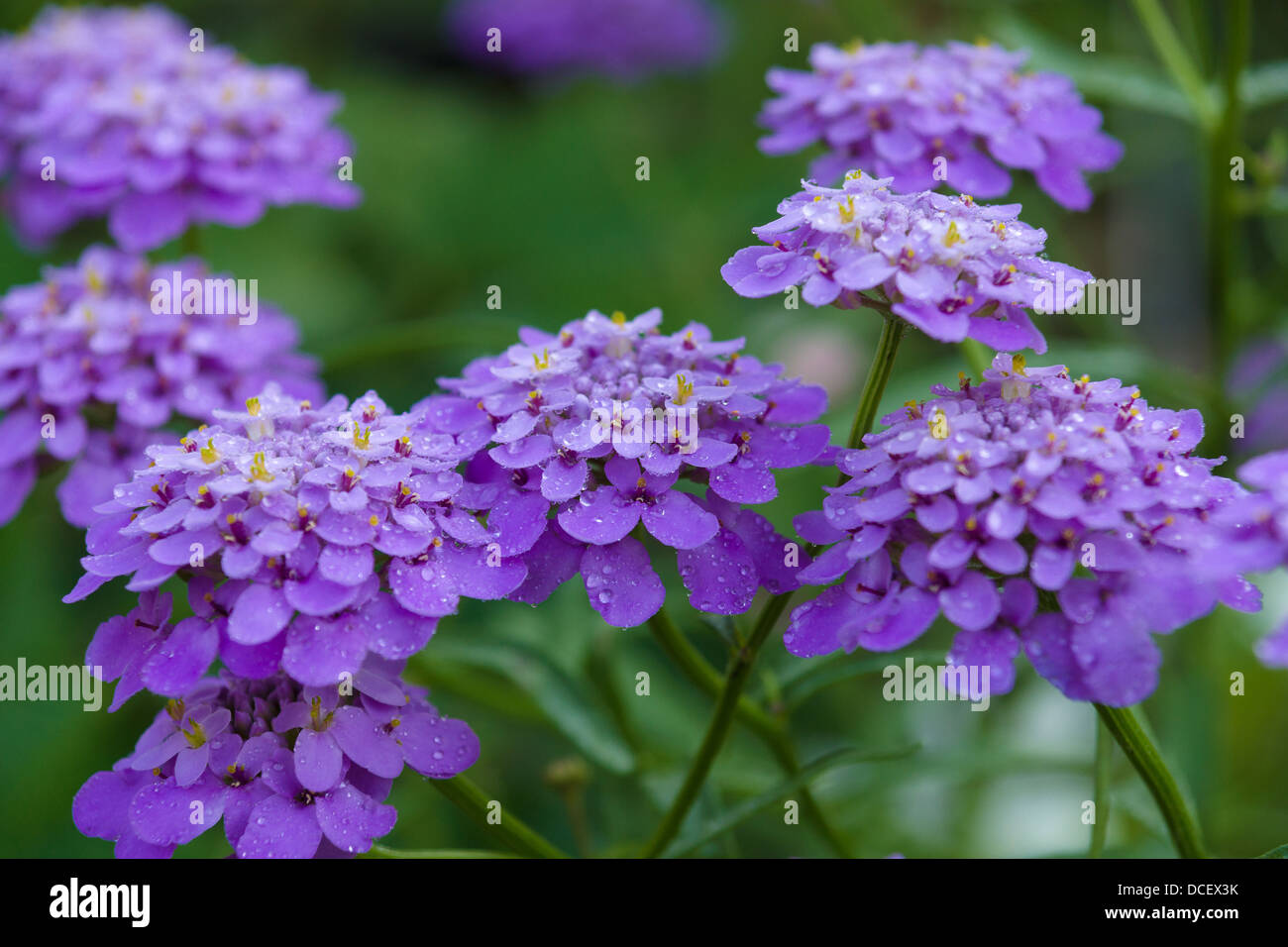 Purple iberis hi-res stock photography and images - Alamy
