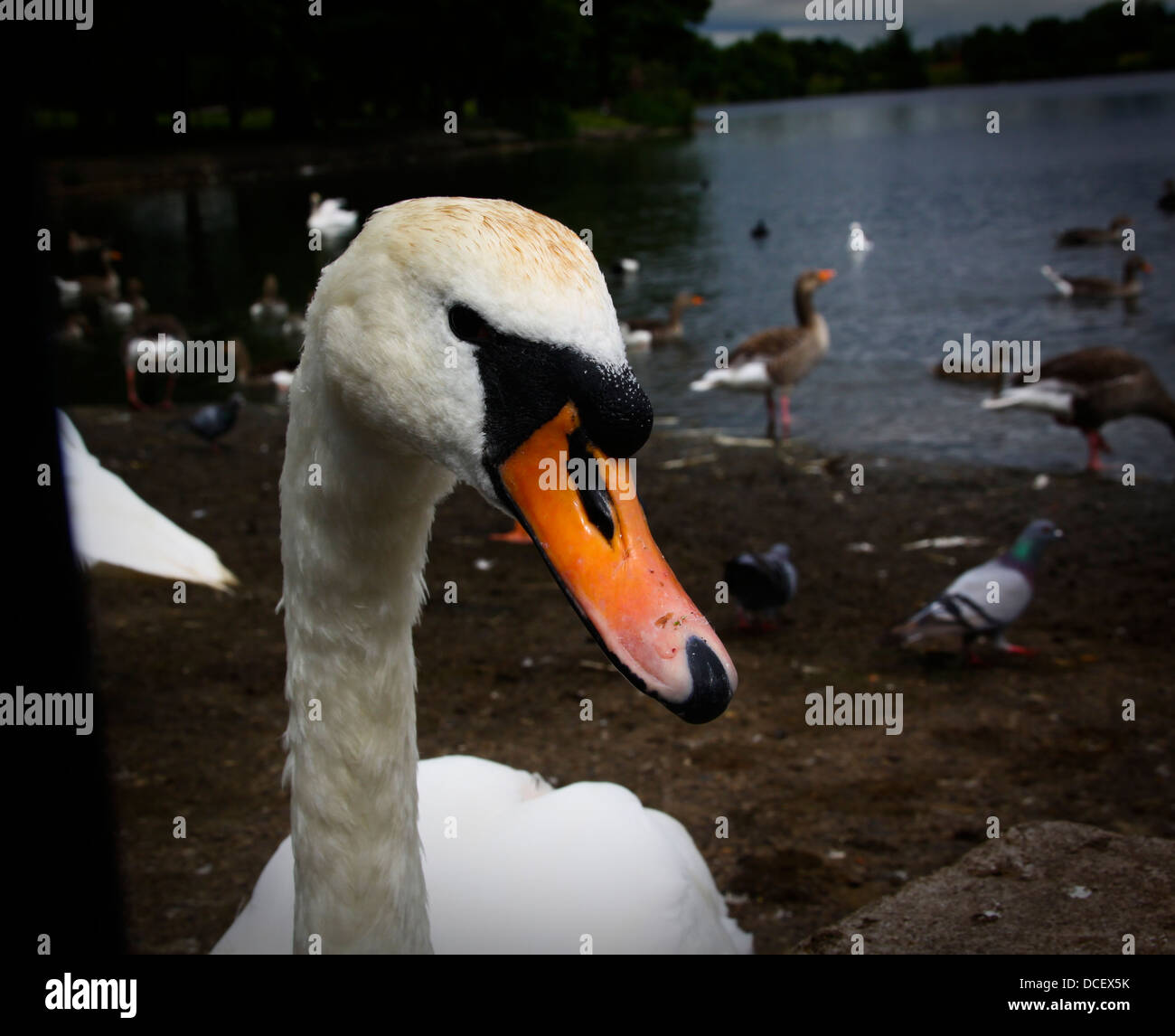 Swan head hi-res stock photography and images - Alamy