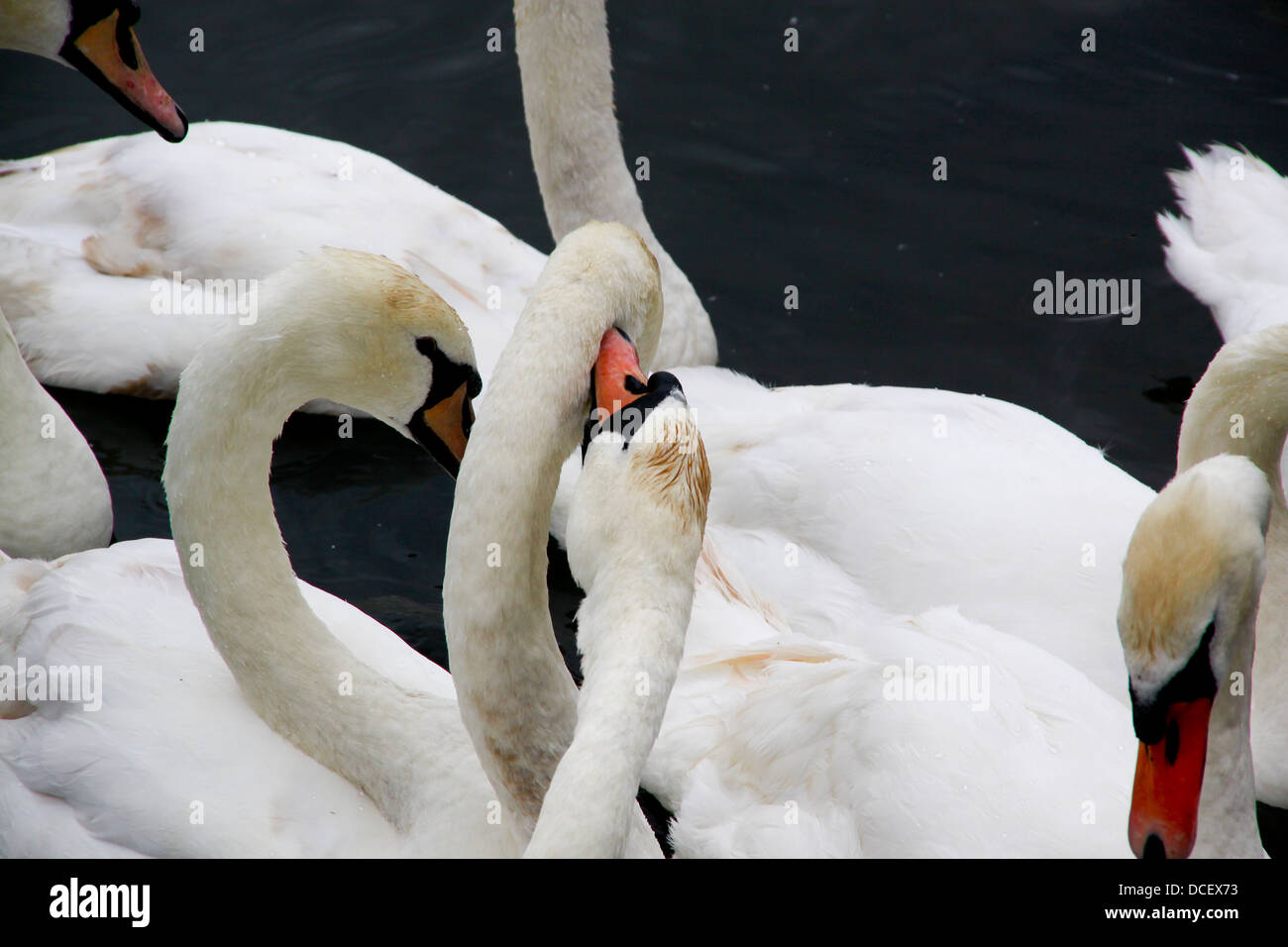 Bite fight hi-res stock photography and images - Alamy