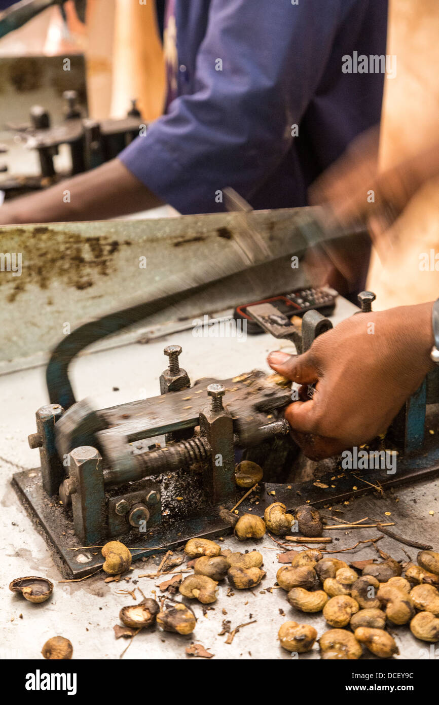 Men Hulling Cashews at Cashew Nut Processing Center, Group Dimbal ...