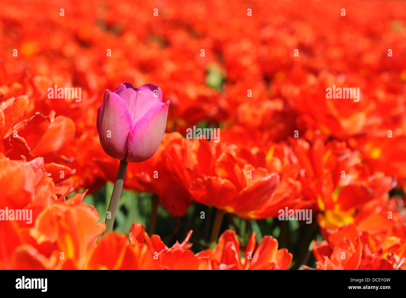 Feel the difference Stock Photo - Alamy