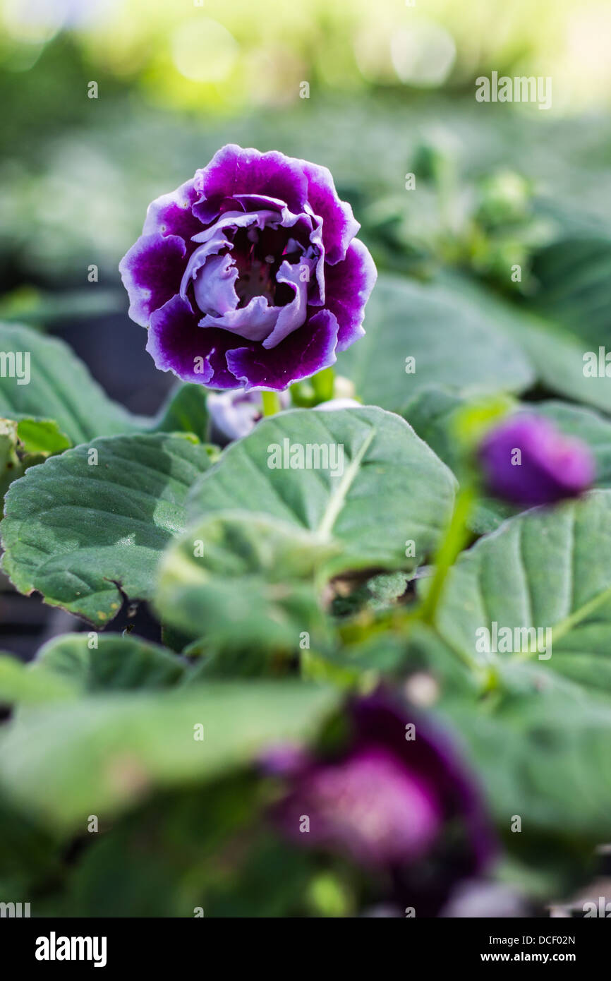 Kalanchoe pinnata flower hi-res stock photography and images - Alamy
