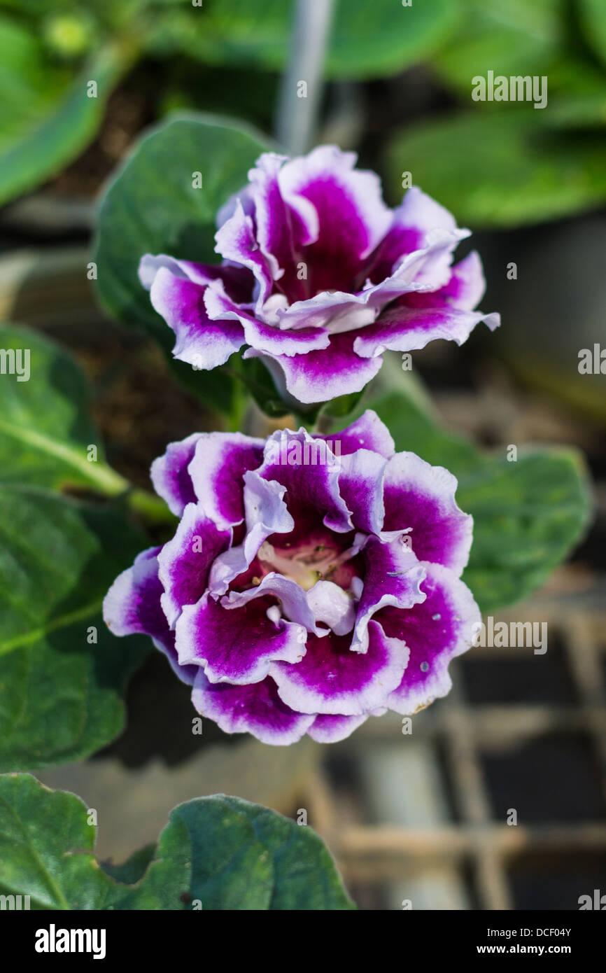 Purple graphics hi-res stock photography and images - Alamy