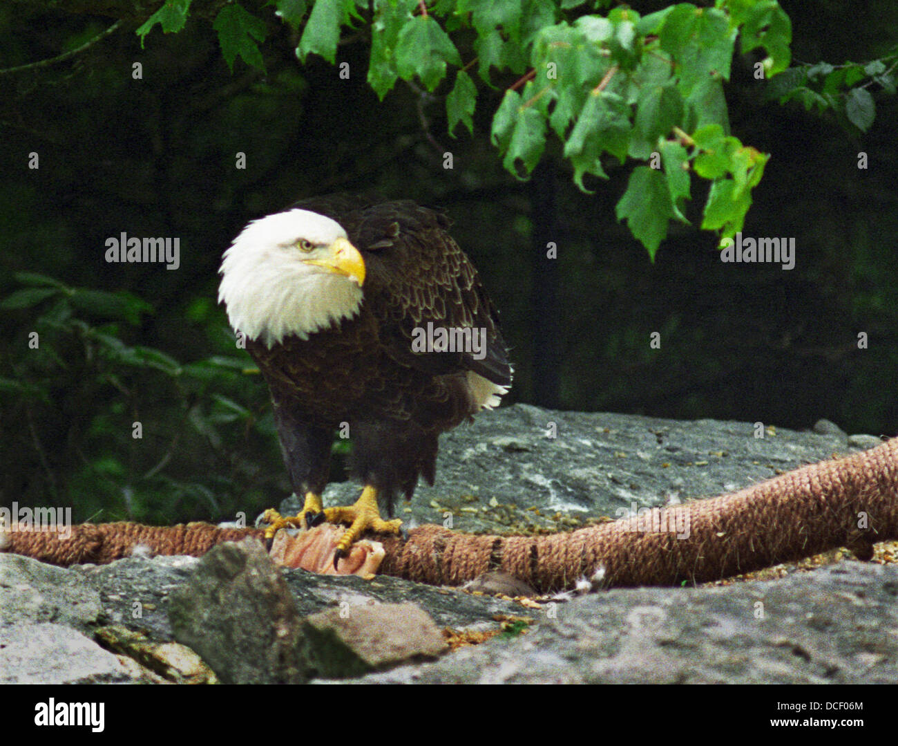 A mature Bald Eagle stands on a tree limb looking to the left with its ...