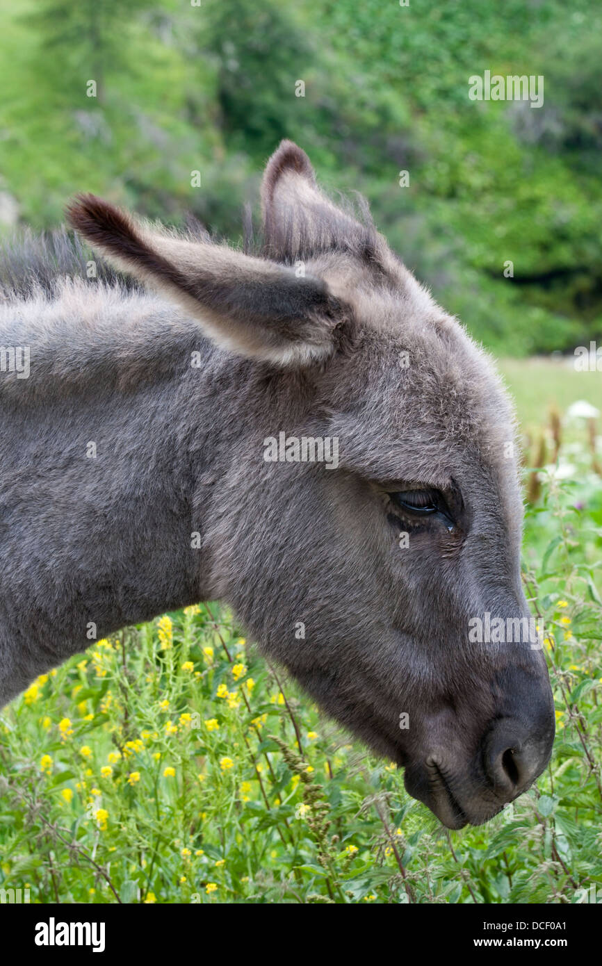 Donkey head hi-res stock photography and images - Alamy