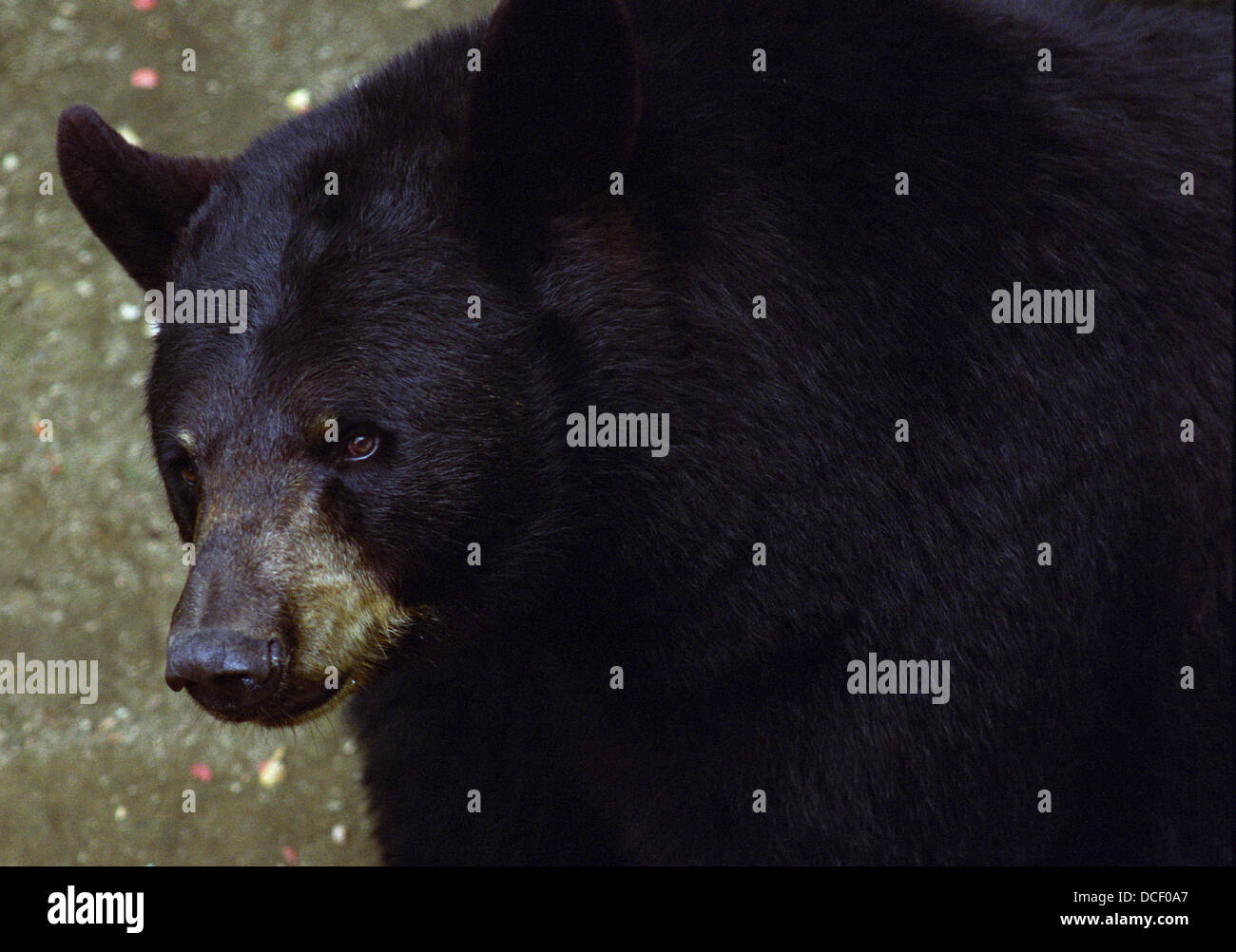 A close-up of the face and upper body of a Black Bear in 3/4 view ...
