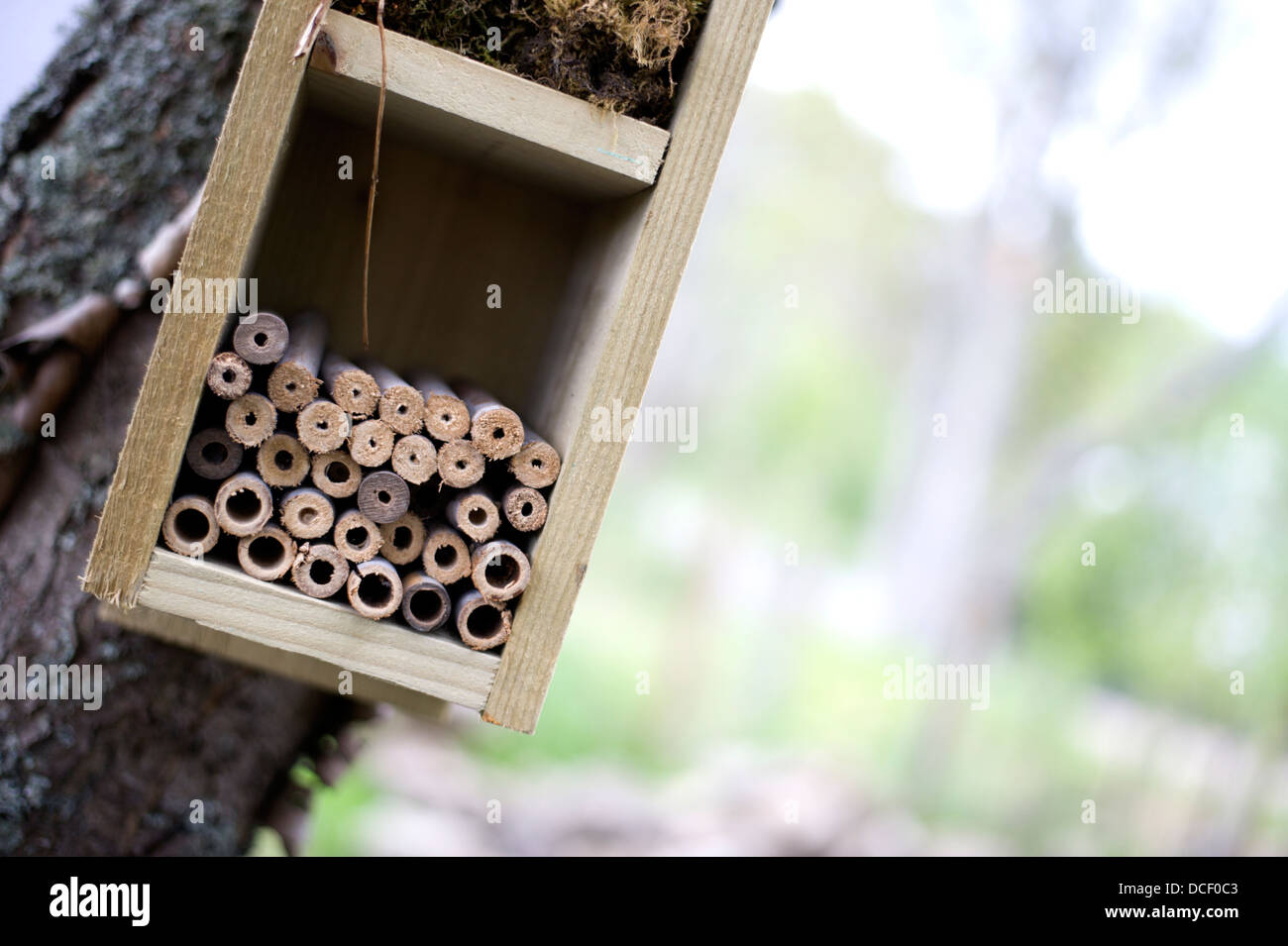 Homemade bug box with bamboo canes in wildlife garden Stock Photo - Alamy