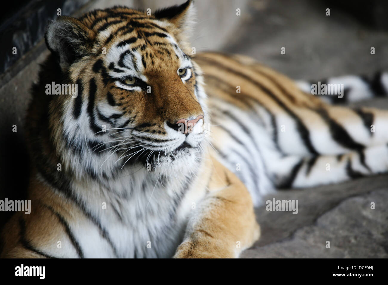Handsome tiger resting Stock Photo - Alamy