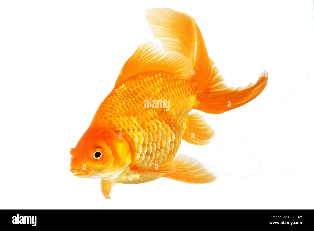Beautiful fantail goldfish Stock Photo - Alamy