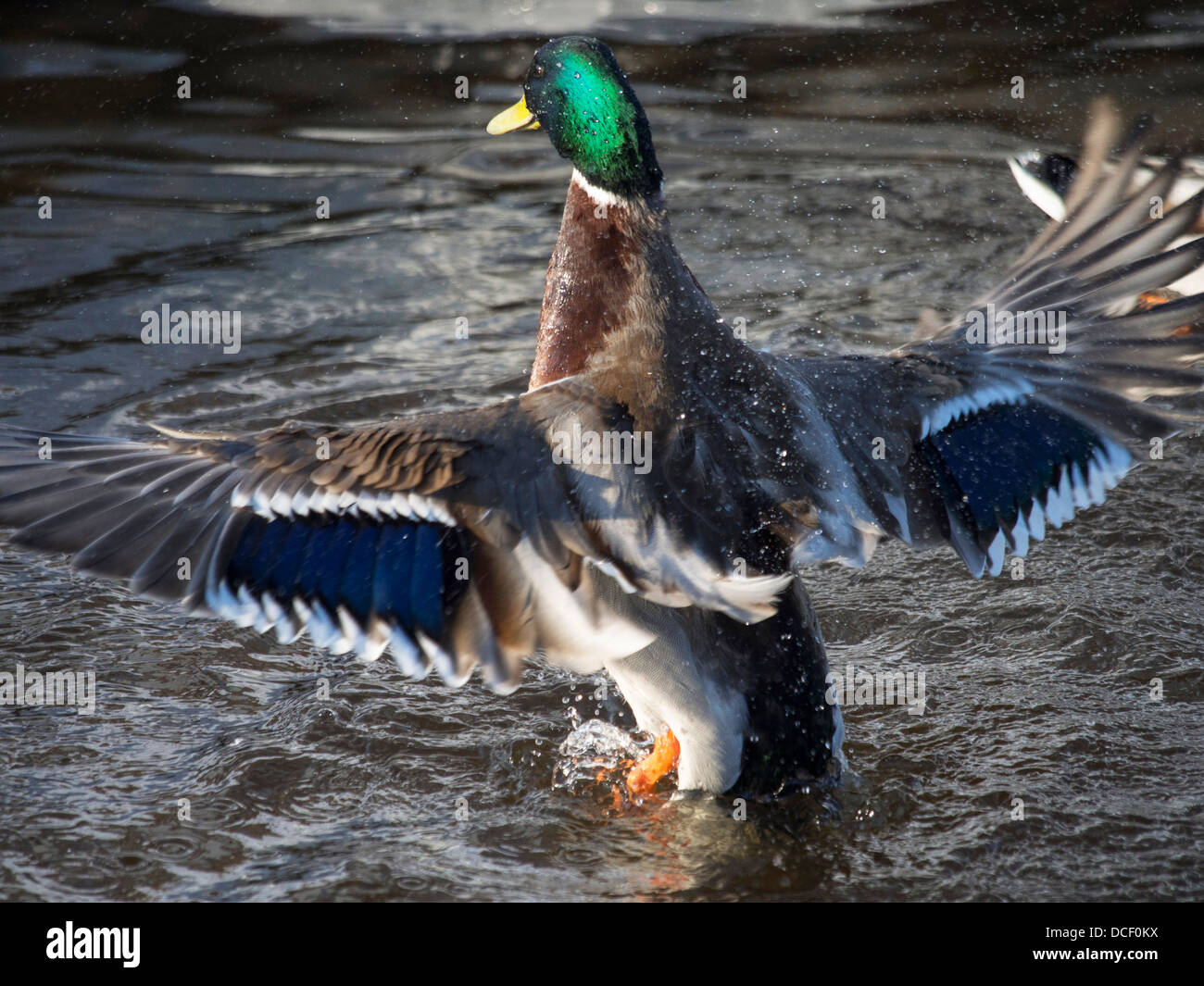 duck flaps its wings Stock Photo - Alamy