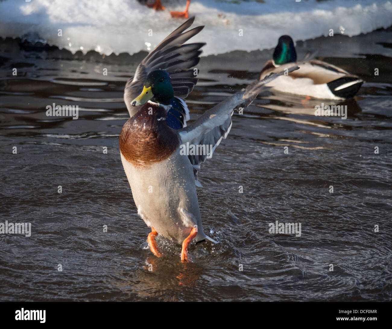 duck flaps its wings Stock Photo - Alamy