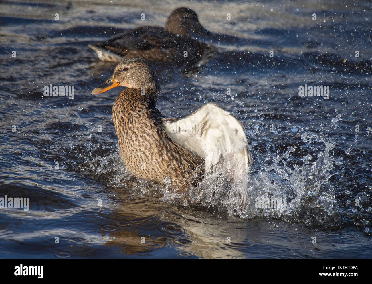 duck flaps its wings Stock Photo - Alamy