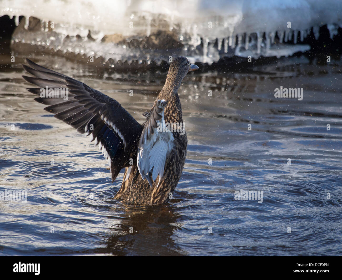duck flaps its wings Stock Photo - Alamy