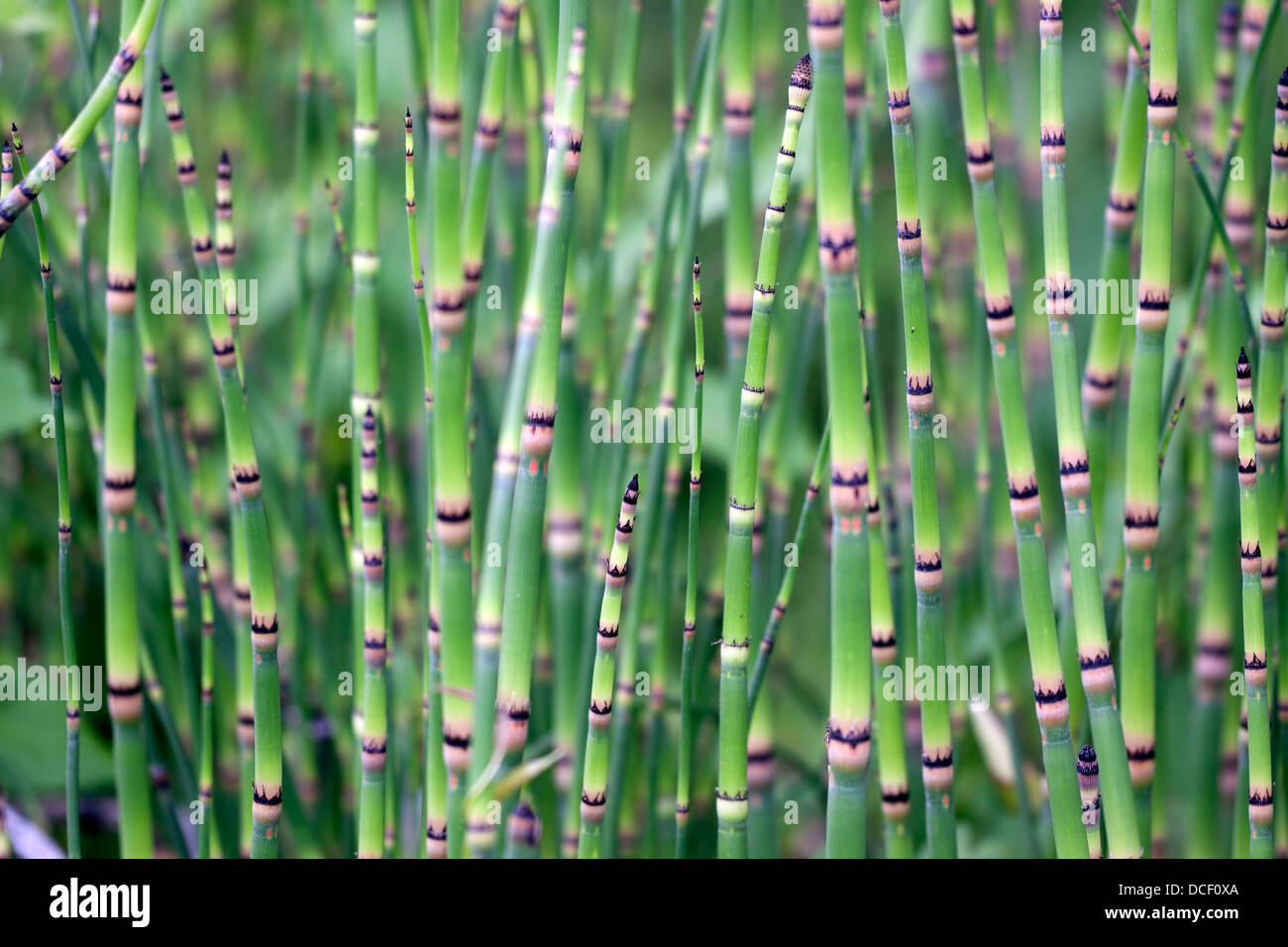 Giunchi hi-res stock photography and images - Alamy