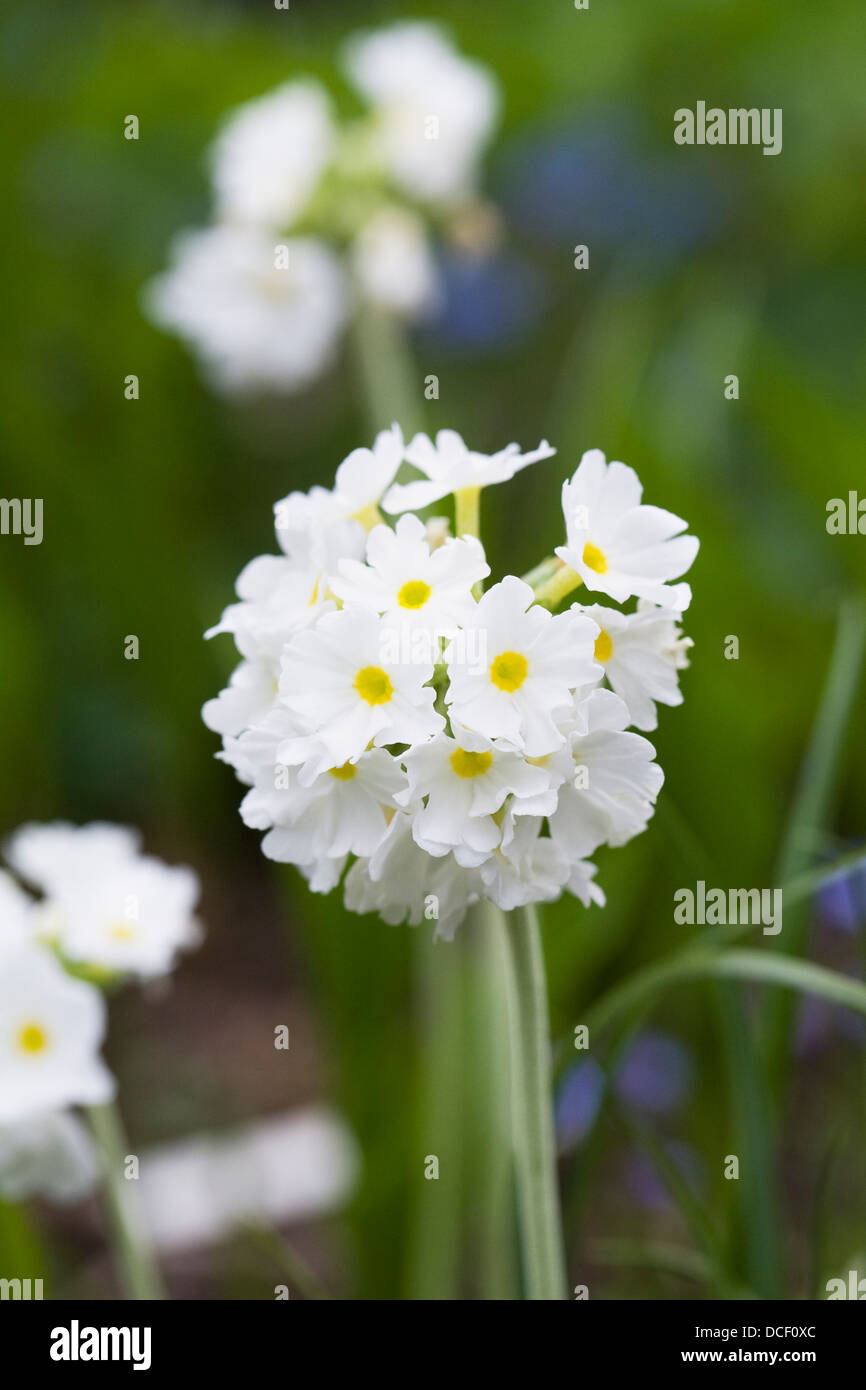 Primula denticulata 'Alba' in an English garden. Drumstick primula ...