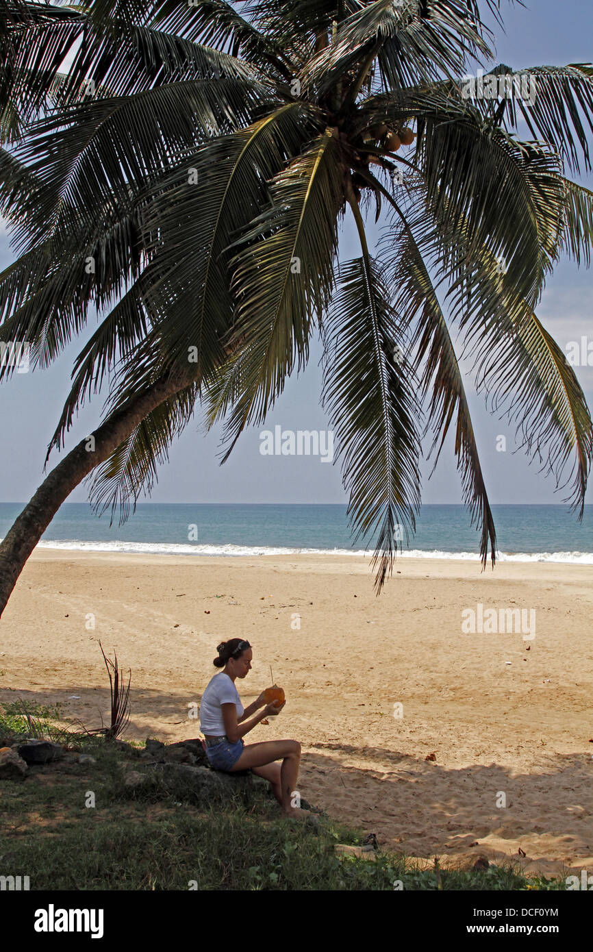 King coconut tree hi-res stock photography and images - Alamy