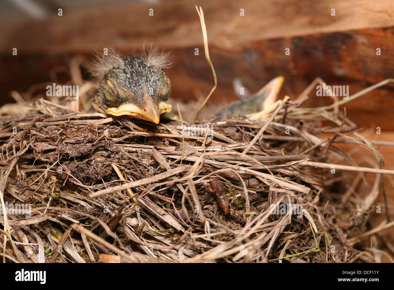 Baby bird resting in nest Stock Photo - Alamy