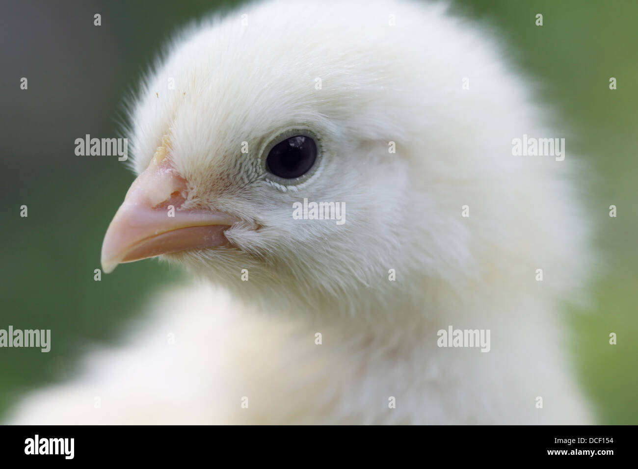 Baby chick close up shot Stock Photo - Alamy