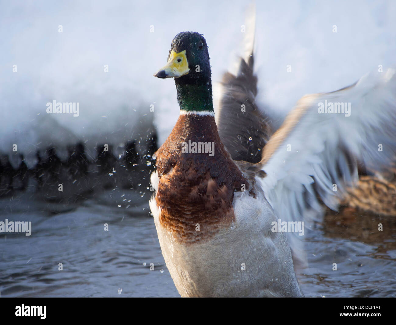 duck flaps its wings Stock Photo - Alamy