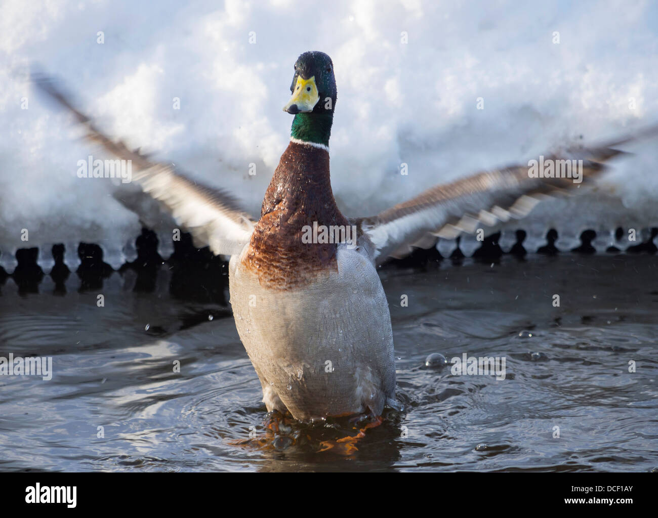 duck flaps its wings Stock Photo - Alamy