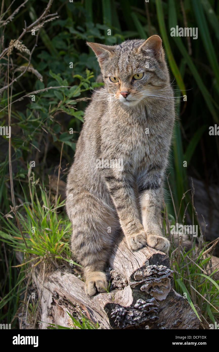 Portrait of a Scottish Wildcat Stock Photo - Alamy