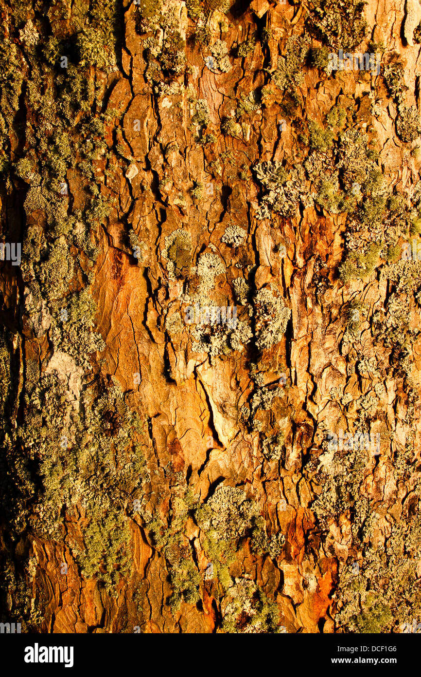 Pine tree bark close up Stock Photo - Alamy