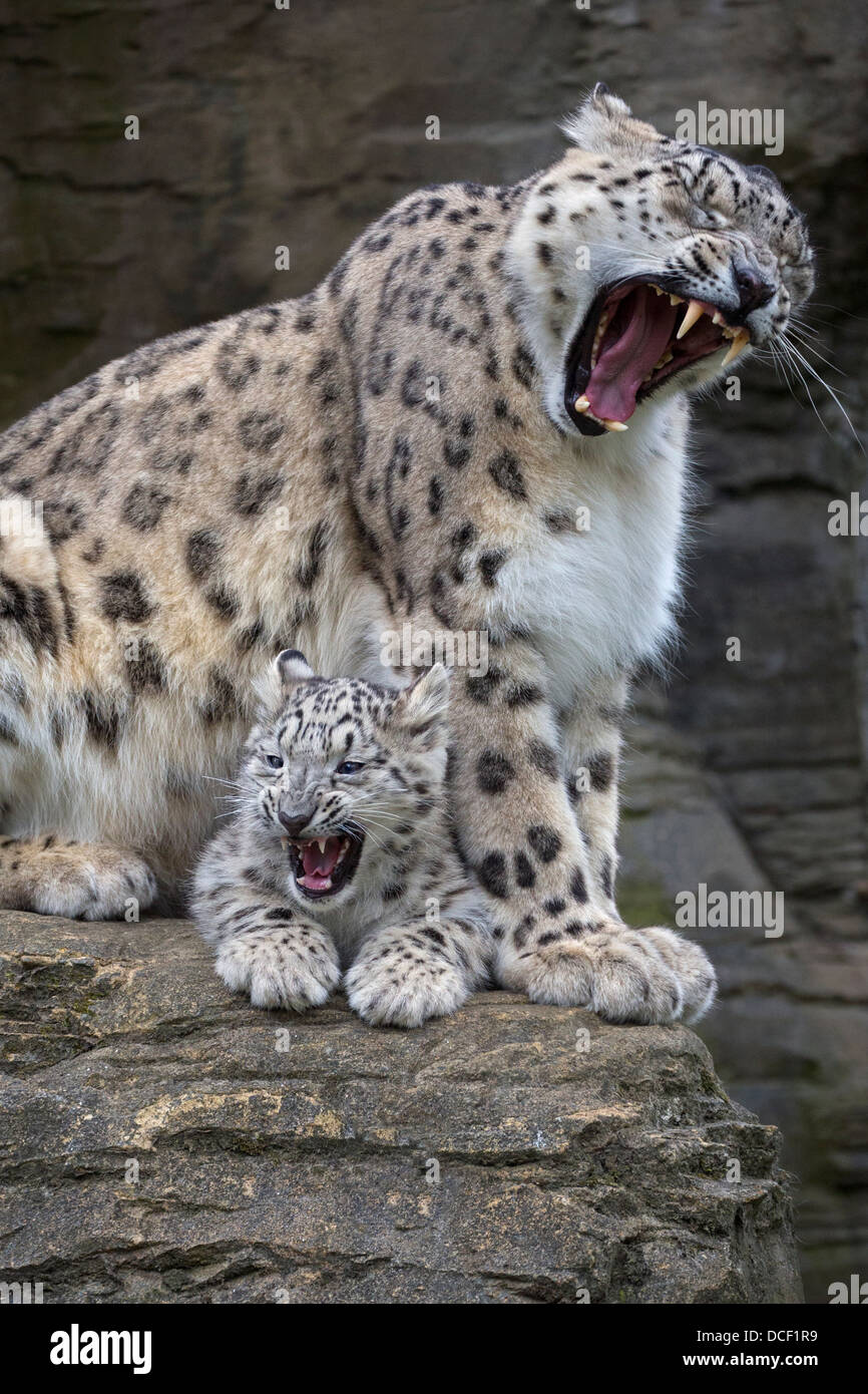 Yawning cub hi-res stock photography and images - Alamy