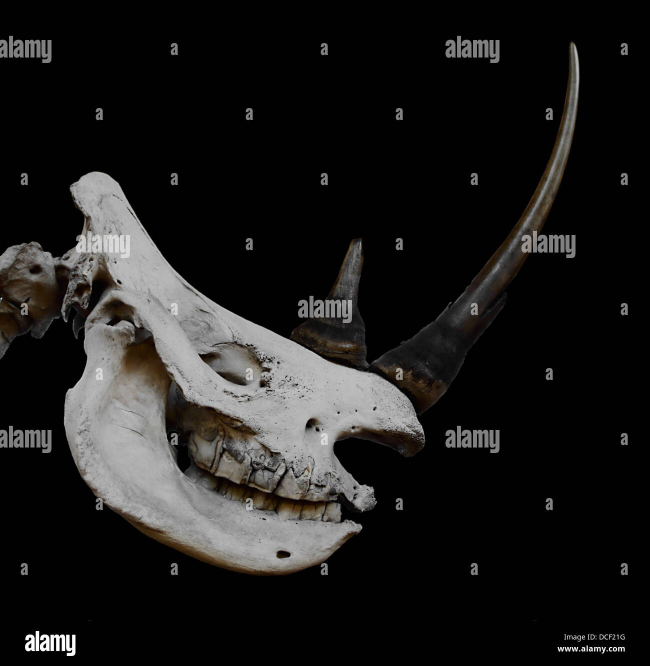 Ceratotherium simum White Rhinoceros. Skull of a female. In the Museum ...