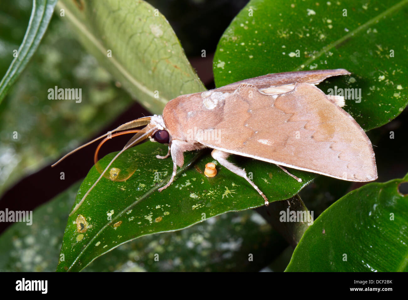 A moth resting in the rainforest understory, Ecuador Stock Photo - Alamy