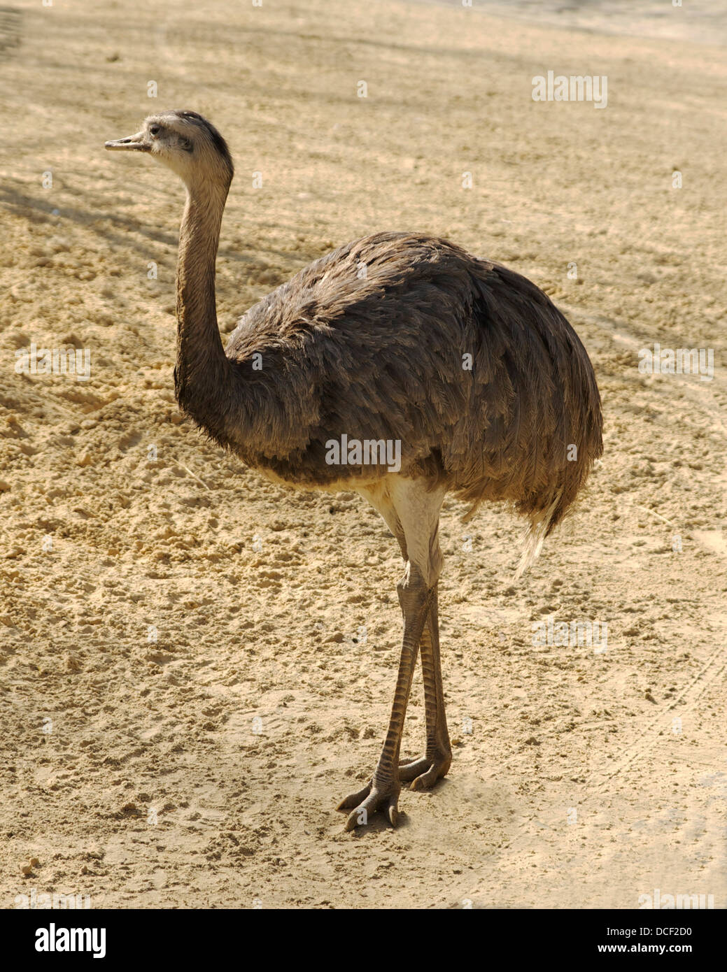 Nandu hi-res stock photography and images - Alamy