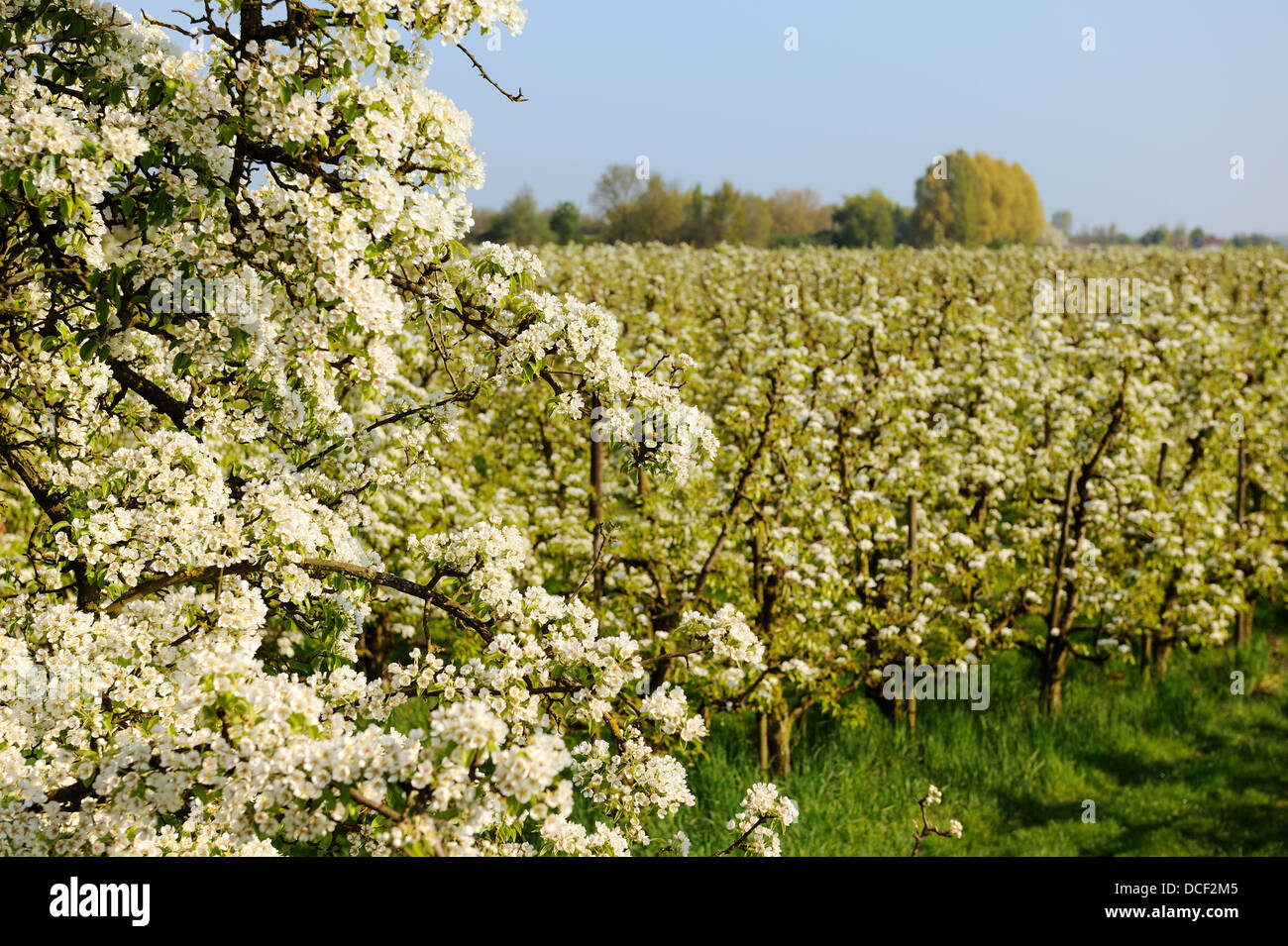 White blossom trees Stock Photo - Alamy