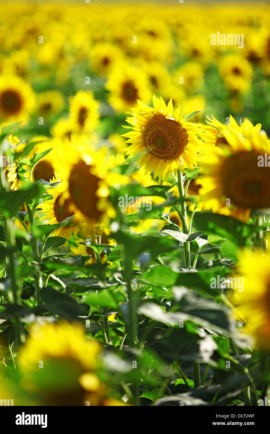 Lots of sun flowers on a sunny day Stock Photo - Alamy