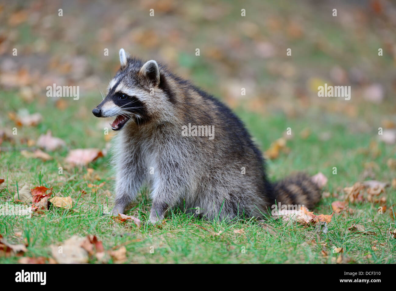 Raccoon montreal canada hi-res stock photography and images - Alamy
