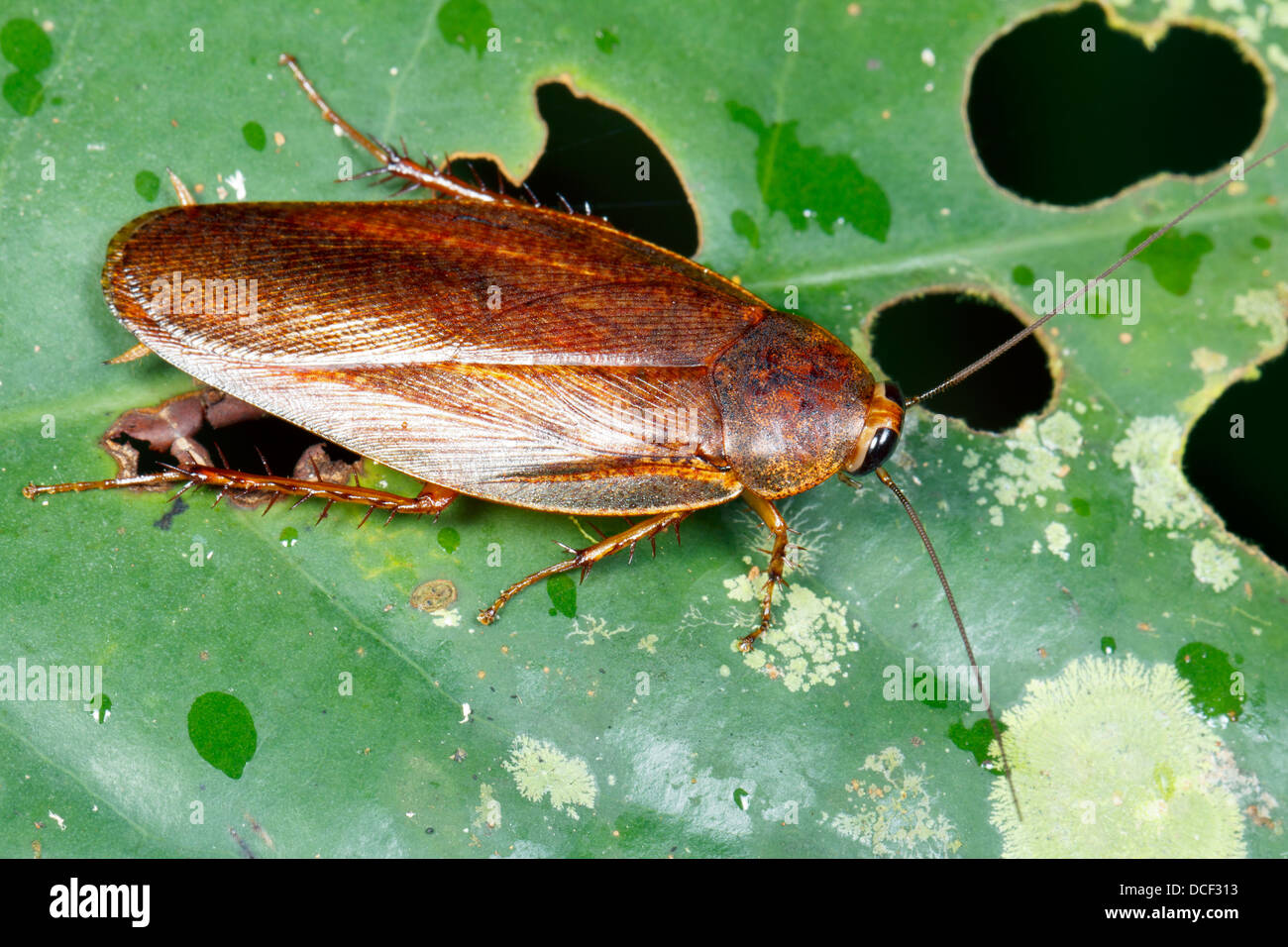 Amazonian cockroach on a leaf at night, Ecuador Stock Photo - Alamy