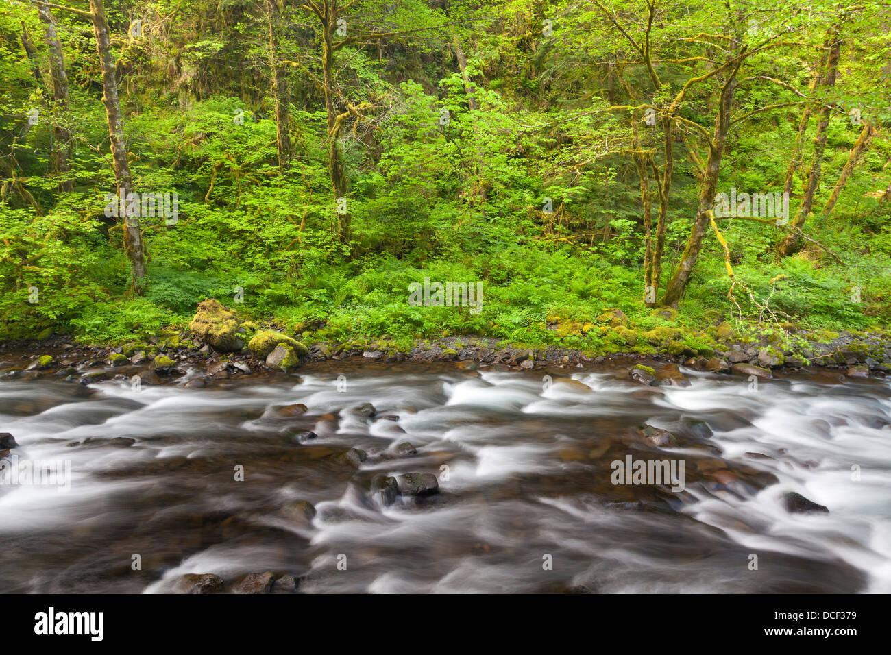 USA, Oregon, Columbia River Gorge. View of Tanner Creek Stock Photo - Alamy