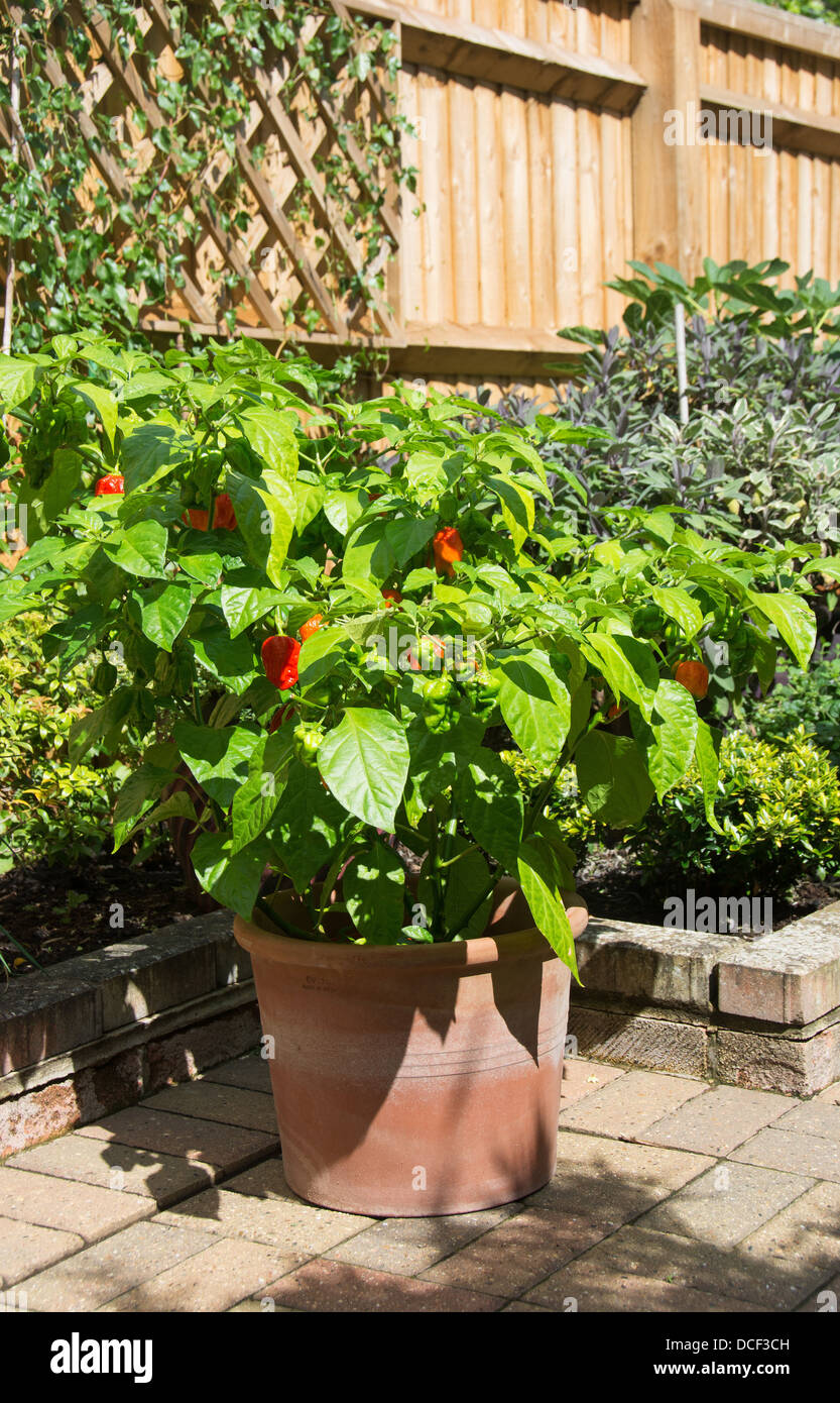A potted chili pepper plant (Spanish Naga - Capsicum chinense) growing ...