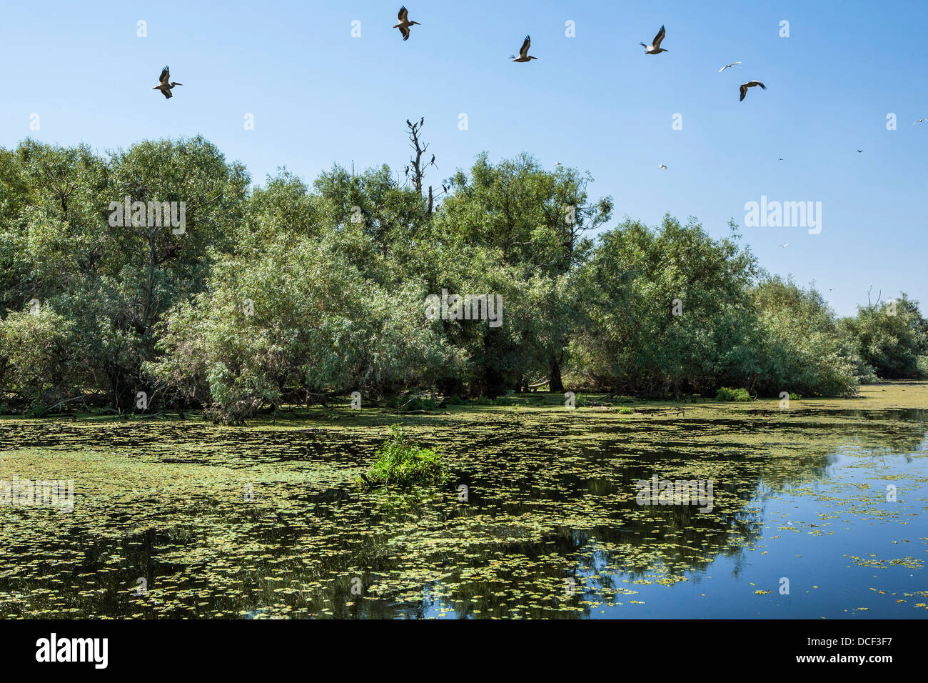 Delta birds hi-res stock photography and images - Alamy