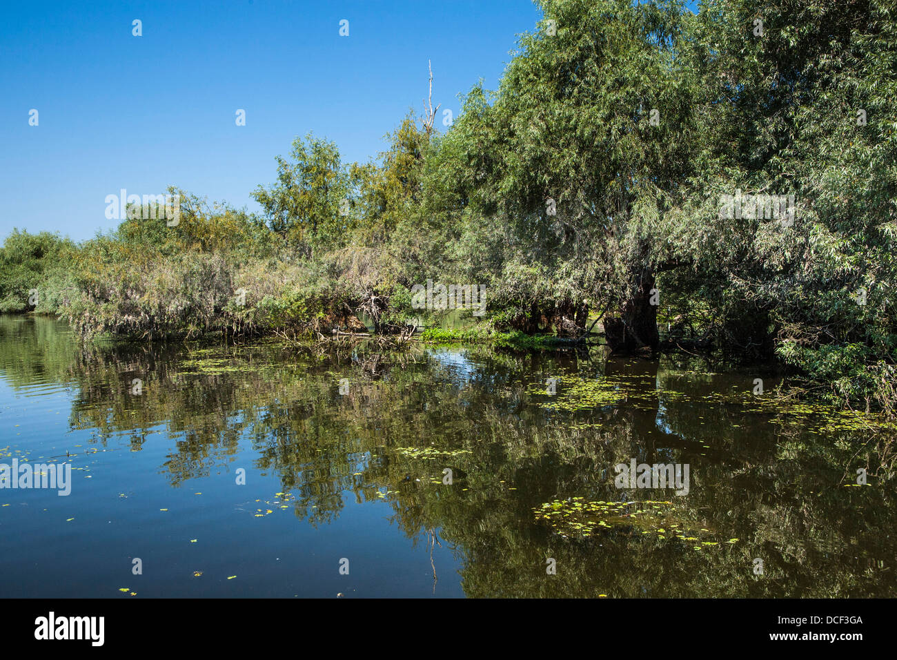 Danube river Delta, beautiful landscape, one of the local channels near ...