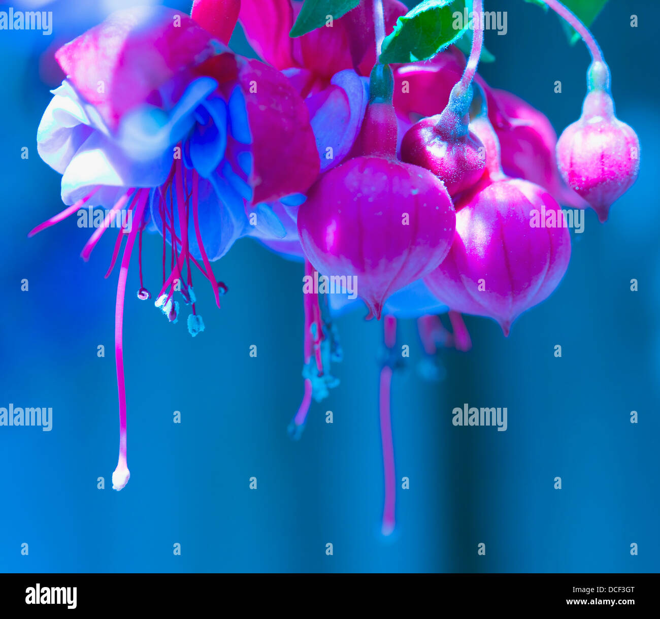 Blue and fuchsia hi-res stock photography and images - Alamy