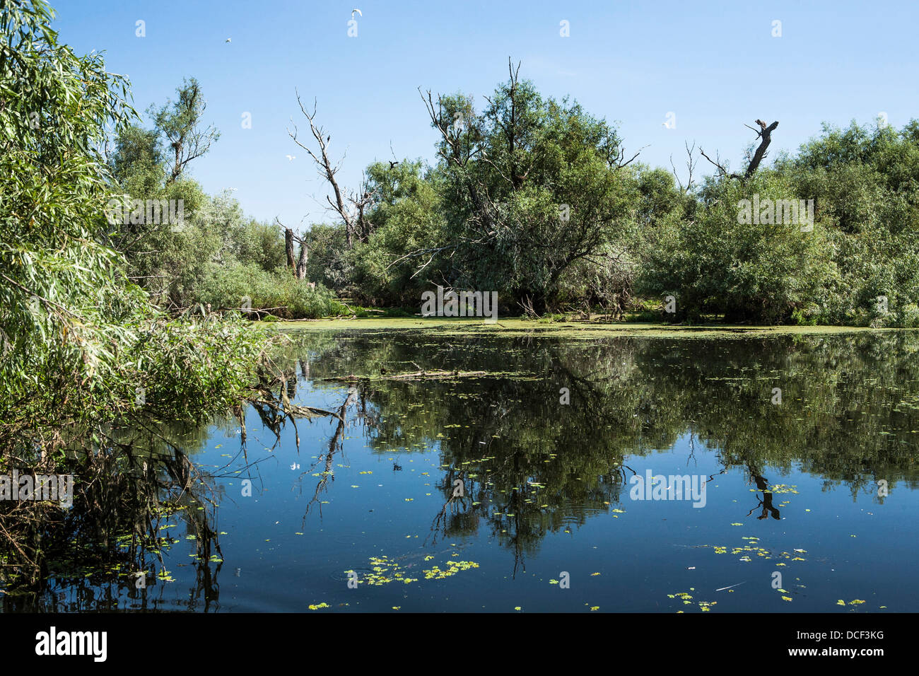 Danube river Delta, beautiful landscape, one of the local channels near ...