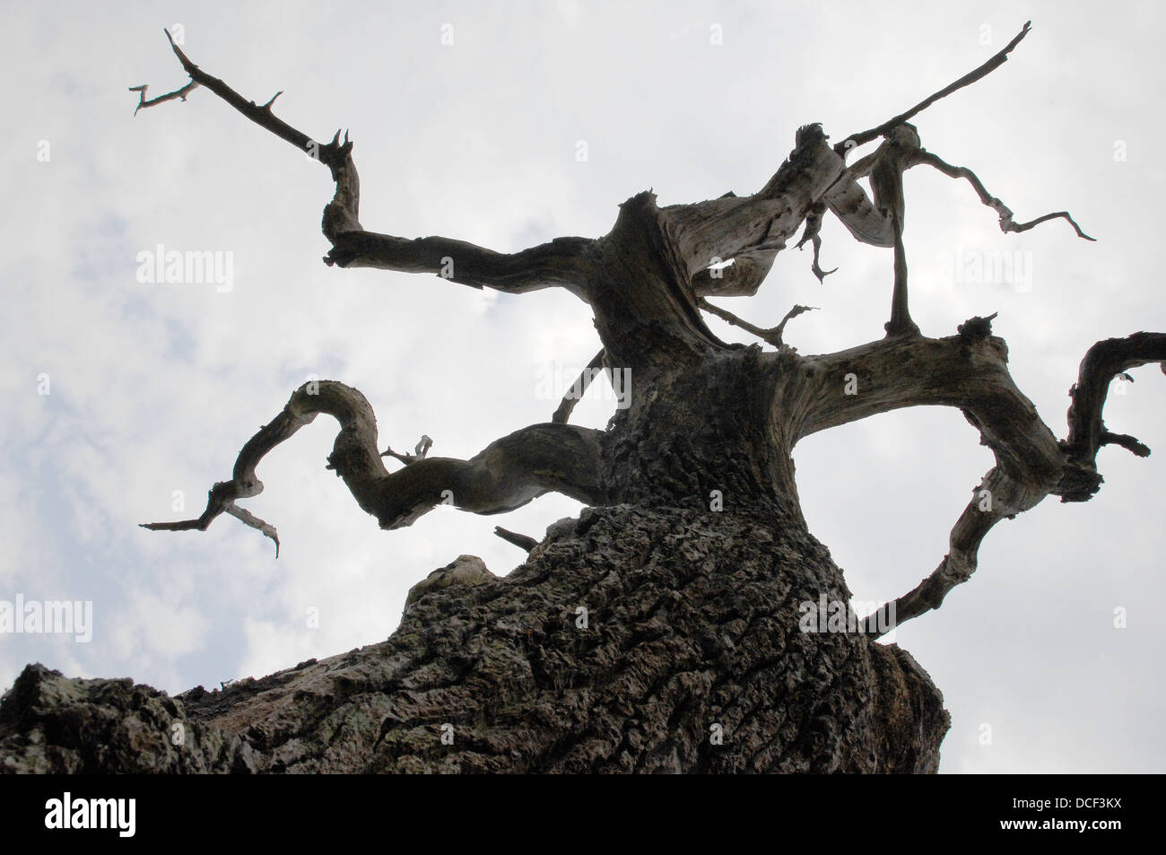 Tree like forms hi-res stock photography and images - Alamy