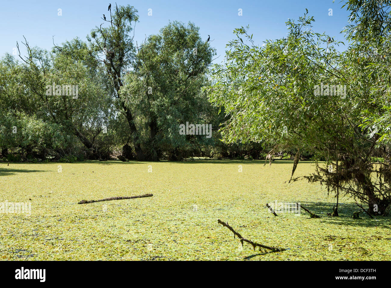 Danube river Delta, beautiful landscape, one of the local channels near ...