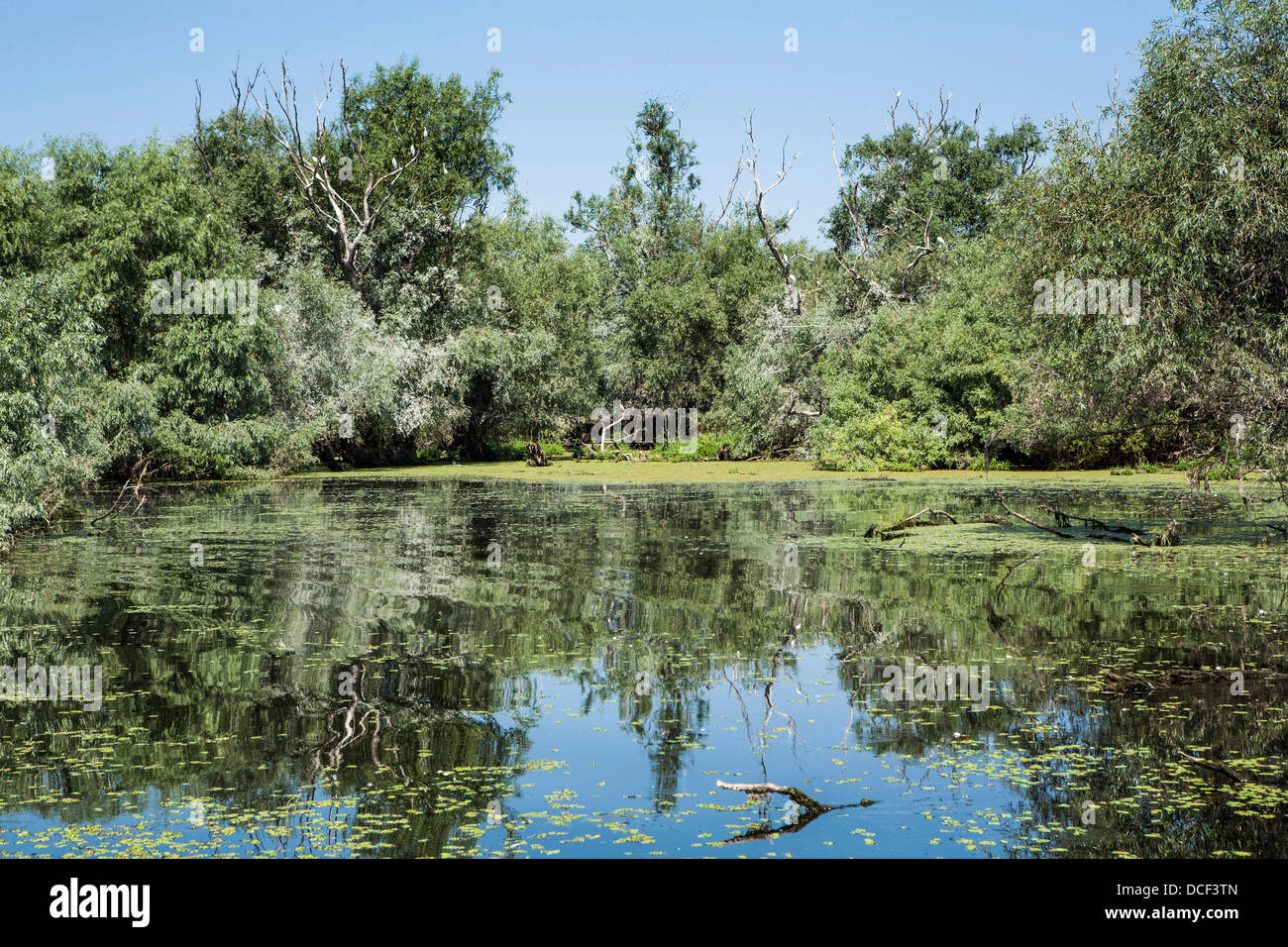 Danube river Delta, beautiful landscape, one of the local channels near ...