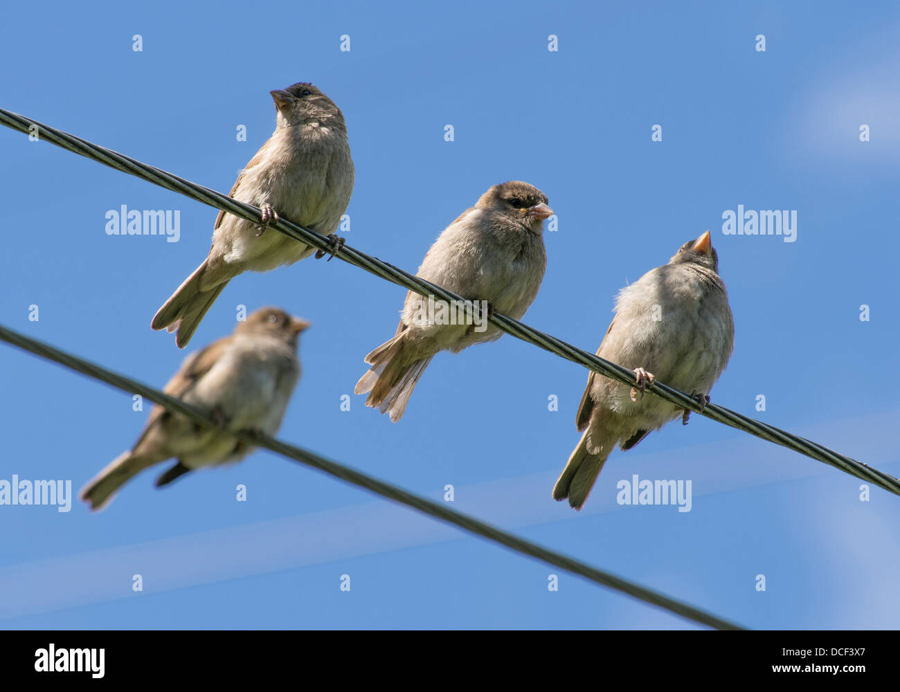 sparrows on wires Stock Photo - Alamy