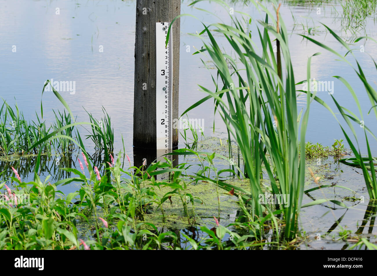 Water level chart on marshland habitat Stock Photo - Alamy