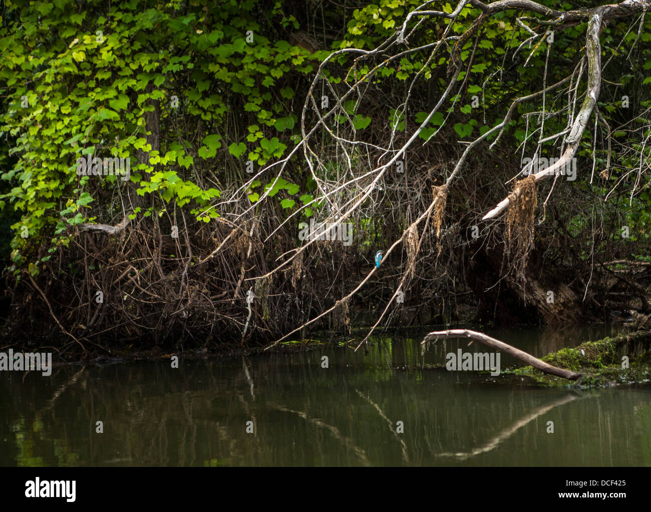 Danube river Delta, beautiful landscape, one of the local channels near ...